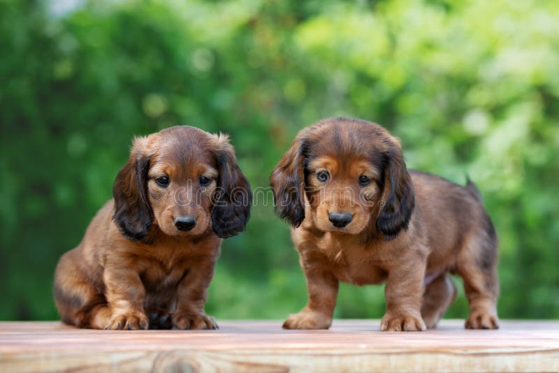 Två Taxvalpar Som Utomhus Spelar Arkivfoto - Bild av vovve, strand ...