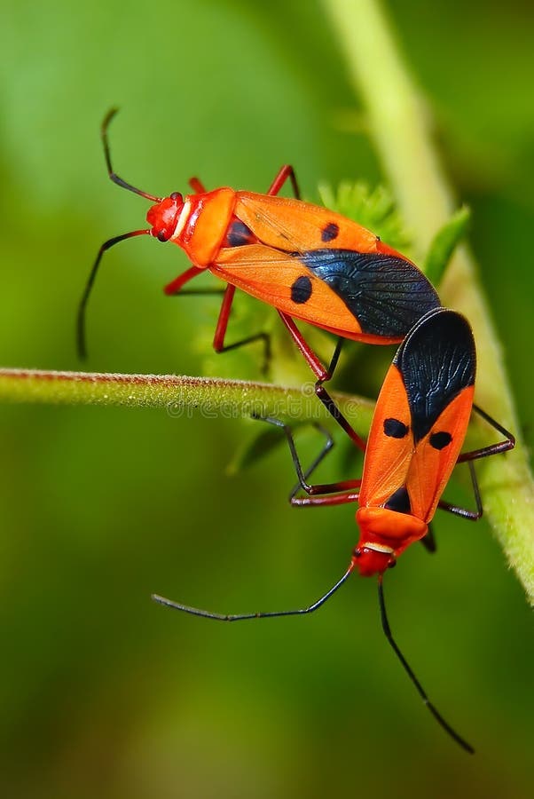 228,738 Insekte Stock Fotos - Freie & Royalty-Free Stock Fotos von ...