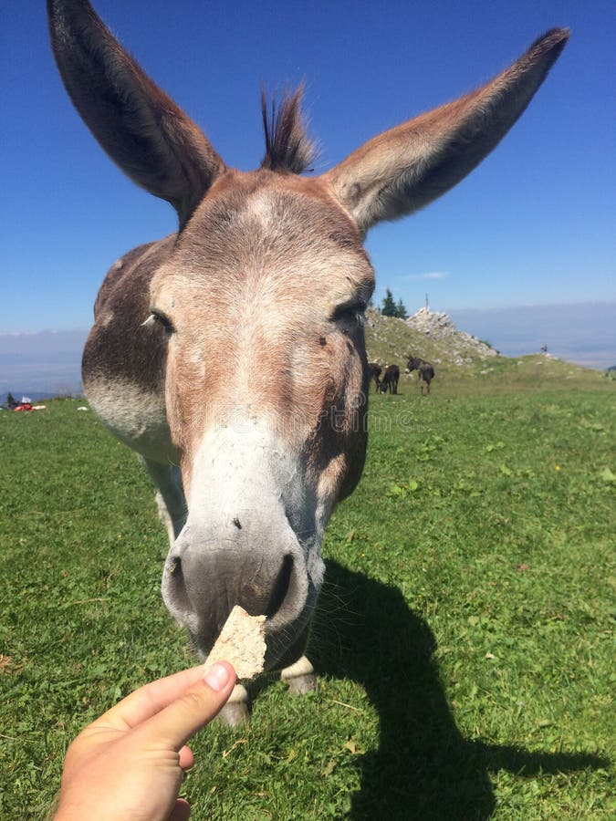 Esel, Der In Ein Mittel In London Einzieht Stockfoto - Bild von wenige ...