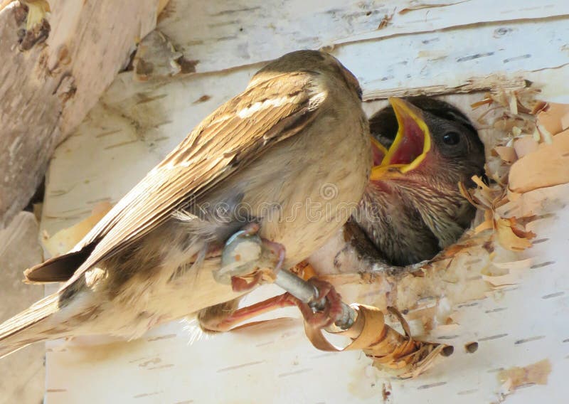 Baby Sparrow stockfoto. Bild von spatz, vogel, hinterhof - 160012660