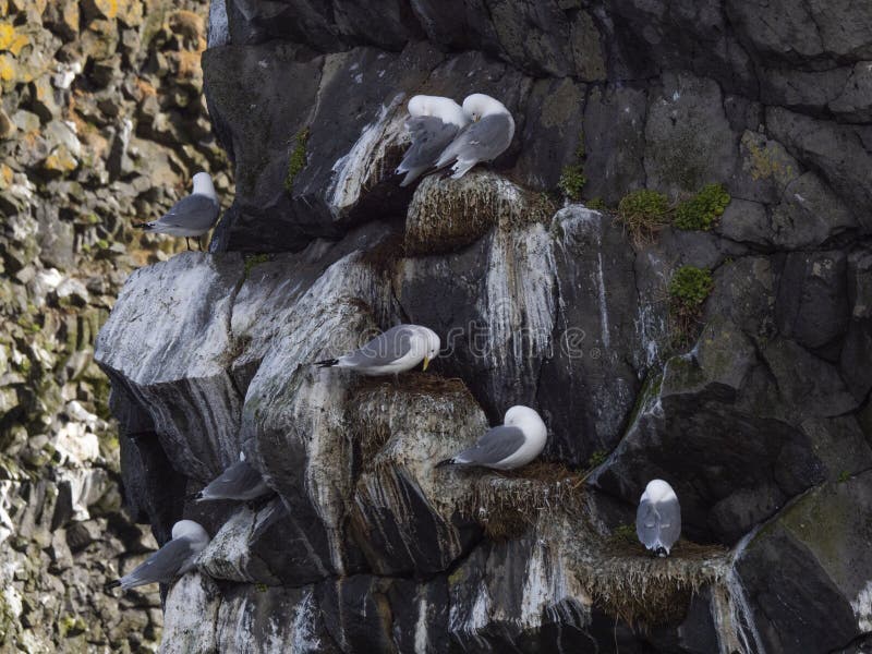 Bjarg Stock Photos - Free & Royalty-Free Stock Photos from Dreamstime