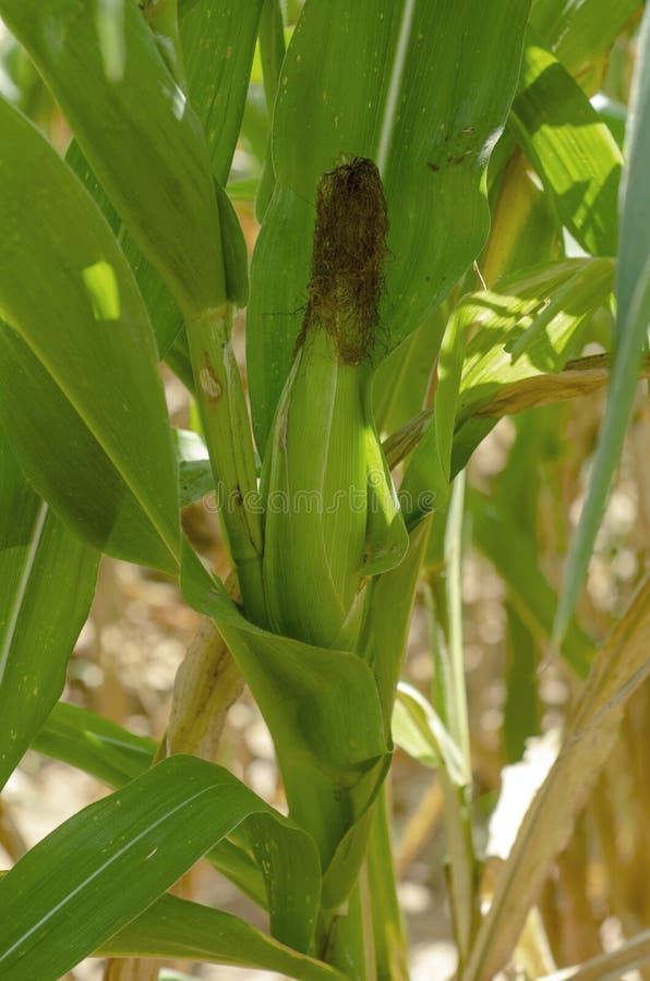 Fresh sweet corn on plant stock photo. Image of organic - 260495092