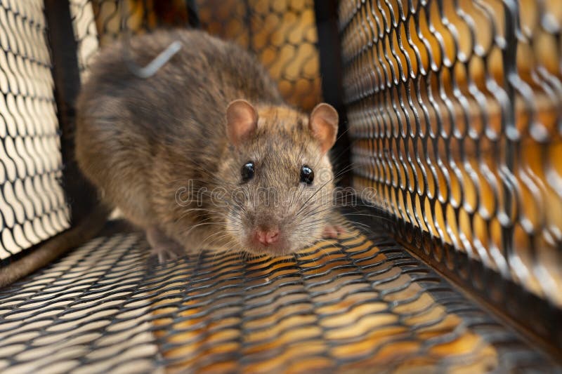 F Rat Trapped in the Iron Cage Stock Photo - Image of mesh, infestation ...