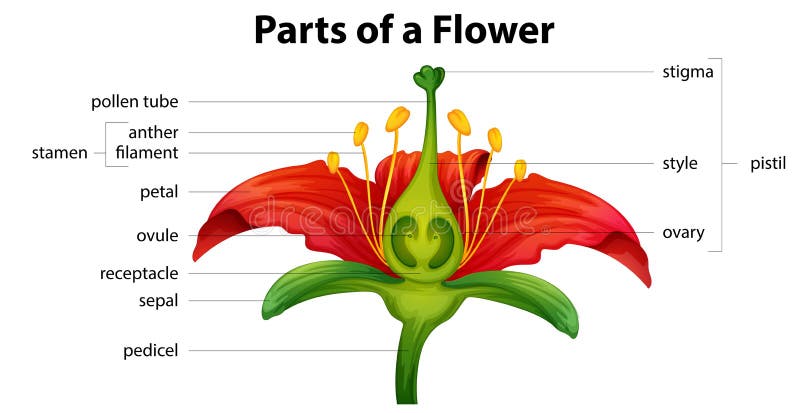 L'anatomie de fleur illustration stock. Illustration du jardins - 55048042