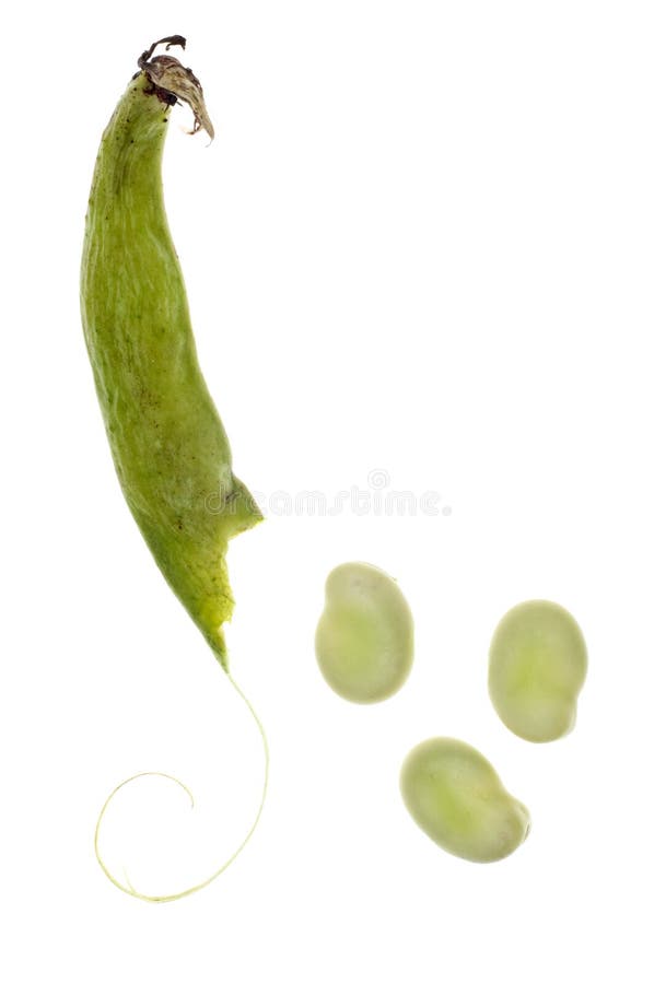 Faba Vica Fava Beans stock photo. Image of asia, vicia - 20019468