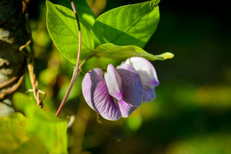 Fabaceae imagen de archivo. Imagen de hoja, flora, exterior - 97419299