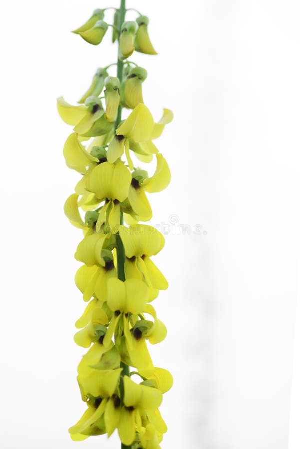 Fabaceae flower stock photo. Image of coumarin, leaves - 40891376