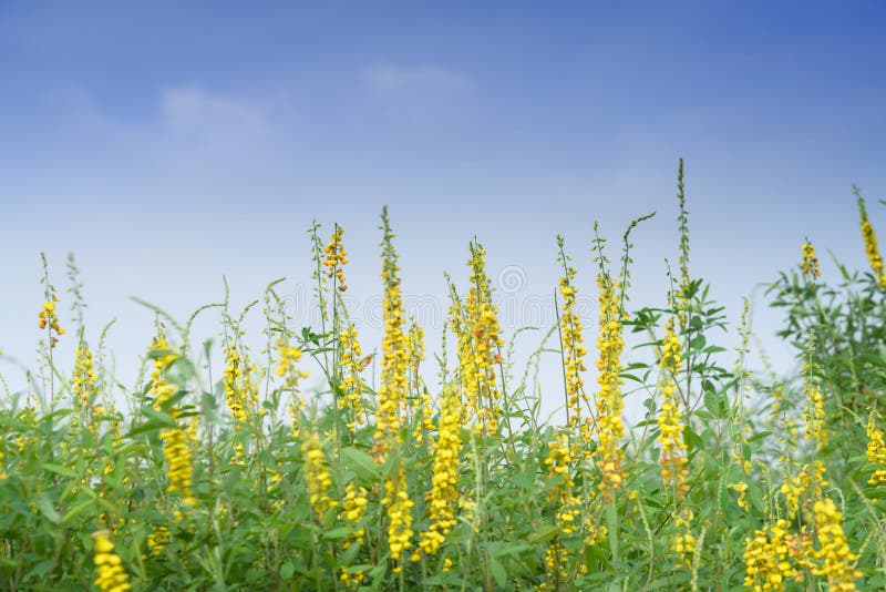 Fabaceae flower stock photo. Image of landscape, green - 40863558