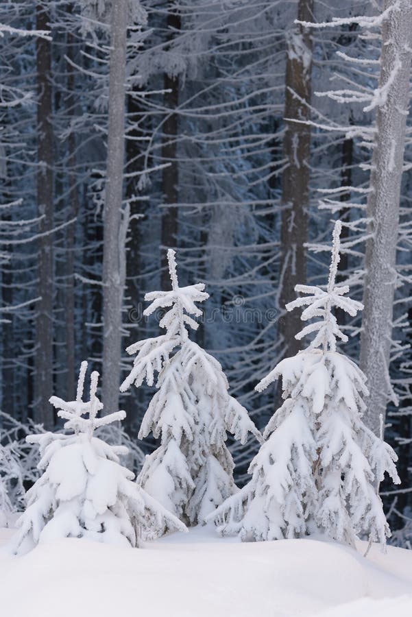 Fabelhafte Tanne Im Winterwald Stockfoto - Bild von schneebedeckt ...