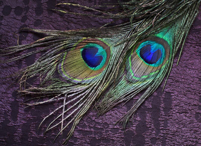 Fabric and Two Peacock Feathers Stock Photo - Image of cloth, colorful ...
