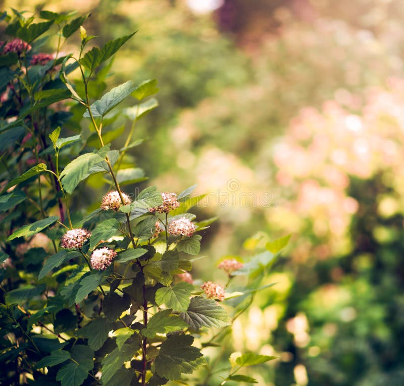 Fabulous Background Bushes and Trees in the Forest, Blurred Texture ...