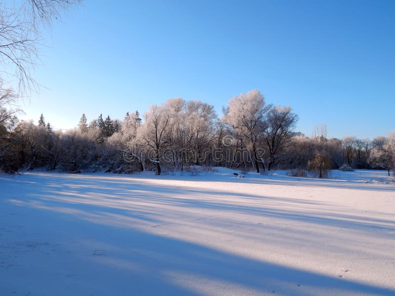 A Fabulous Beautiful Forest in Winter on a Cold Morning Stock Image ...