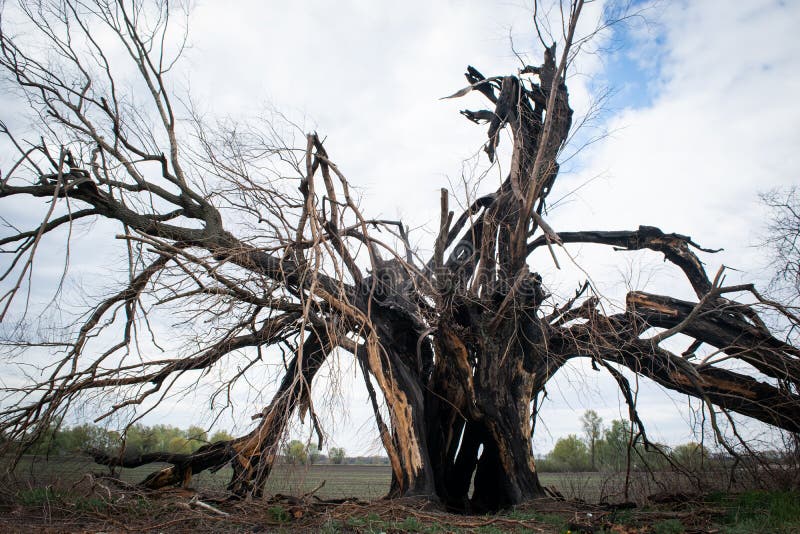 The Fabulous Dramatic Lonely Tree with a Burnt Black Trunk after a ...