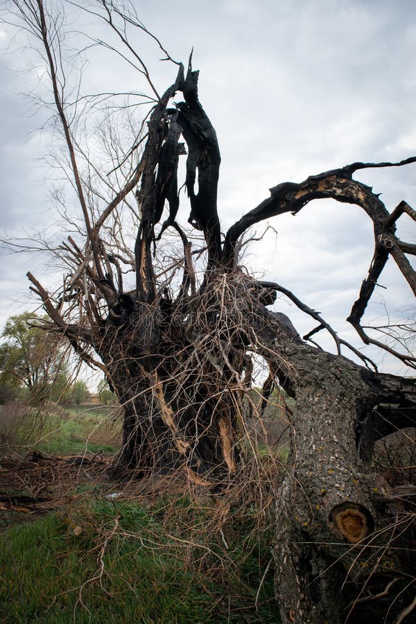 The Fabulous Dramatic Lonely Tree with a Burnt Black Trunk after a ...