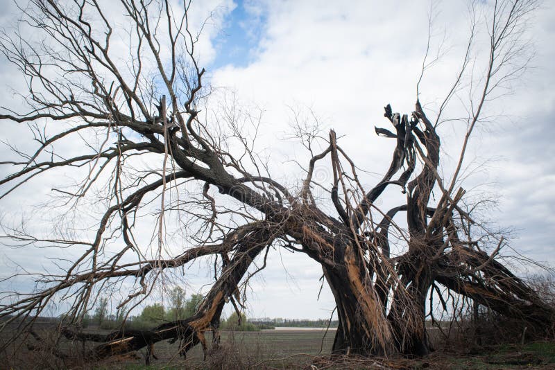 The Fabulous Dramatic Lonely Tree with a Burnt Black Trunk after a ...
