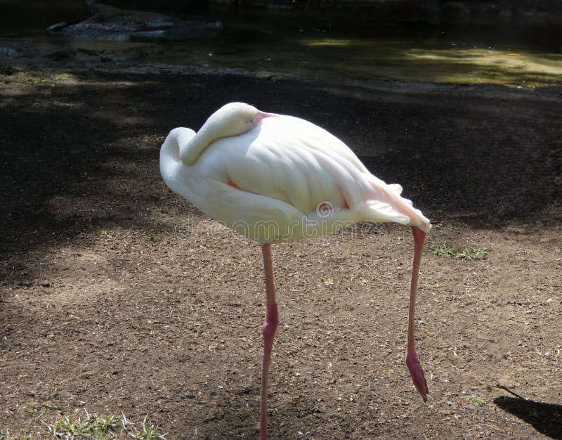 Fabulous Flamingos in Interesting Pose Stock Photo - Image of pose ...