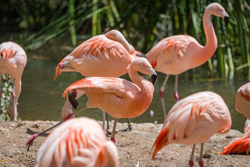 Fabulous Flamingos stock photo. Image of flock, flamingos - 75965622