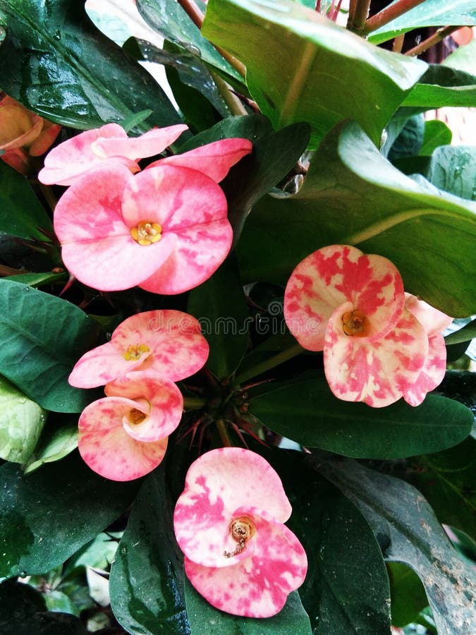 Fabulous Flowers stock image. Image of flowers, lover - 135927467