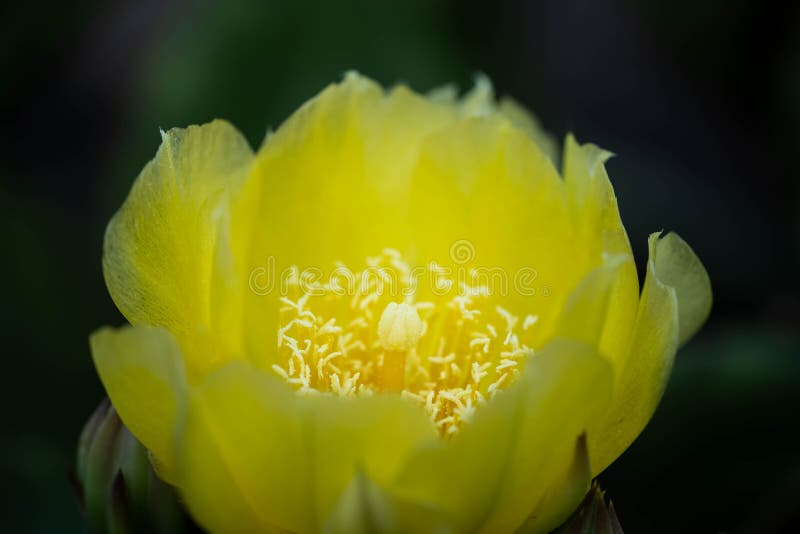 Fabulous Glow of a Bright Cactus Flower Stock Image - Image of flower ...