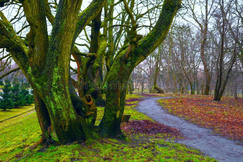 Fabulous Landscape - Large Trees Covered with Moss, the Path, the ...