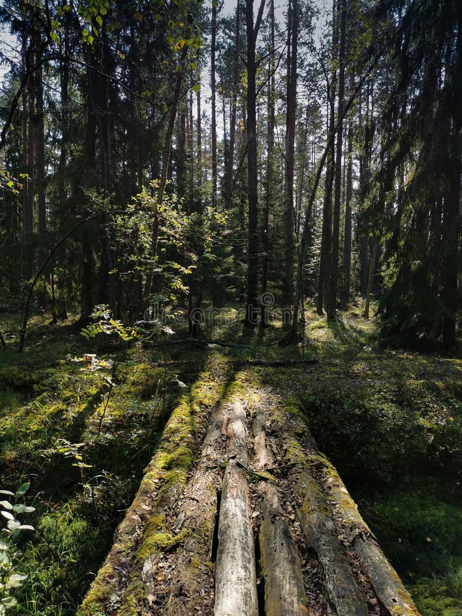 Fabulous Morning in the Pine Forest. Magical Autumn Forest Meets the ...