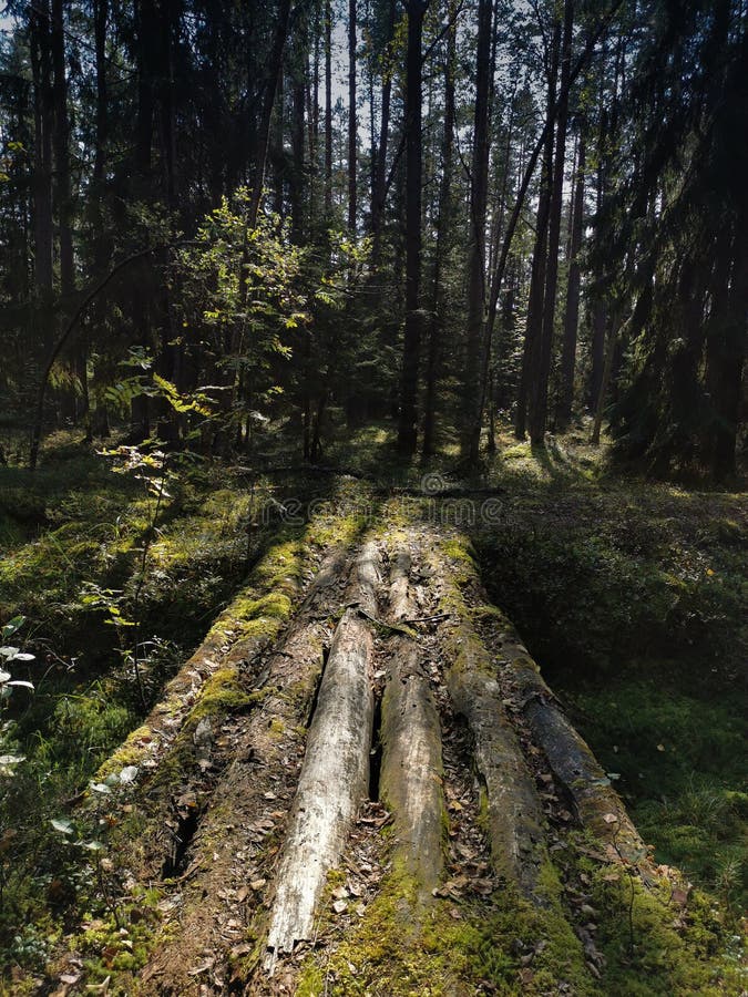 Fabulous Morning in the Pine Forest. Magical Autumn Forest Meets the ...