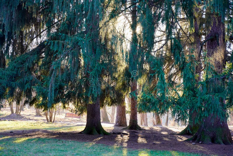 A Fabulous Park Illuminated in a Contour Light Stock Image - Image of ...