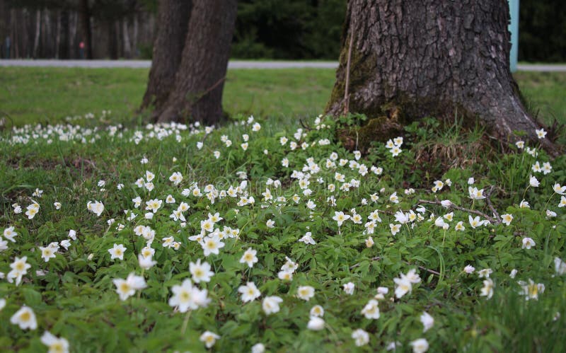 Fabulous Primroses in Early Spring in the Forest Stock Image - Image of ...