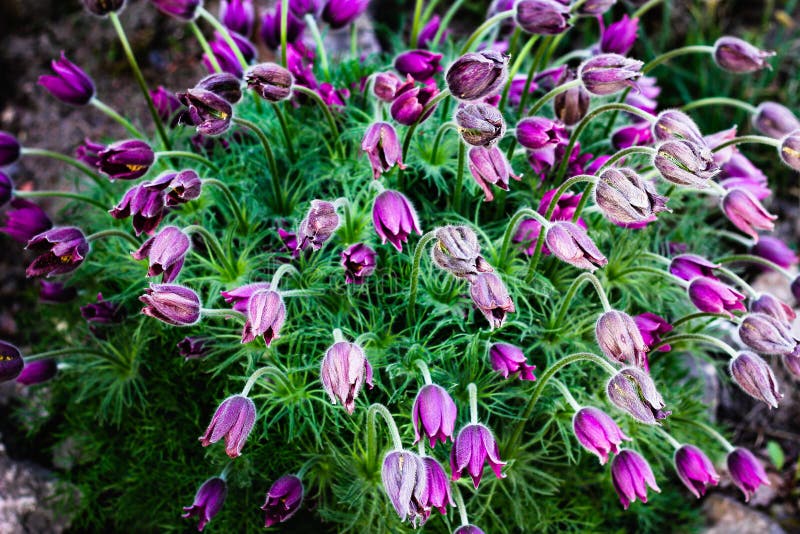 Fabulous Purple Blooming Flowers in Spring Garden. Stock Image - Image ...