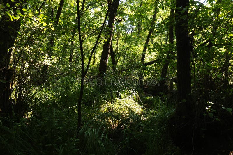 In a fabulous relic forest stock image. Image of cool - 89209201