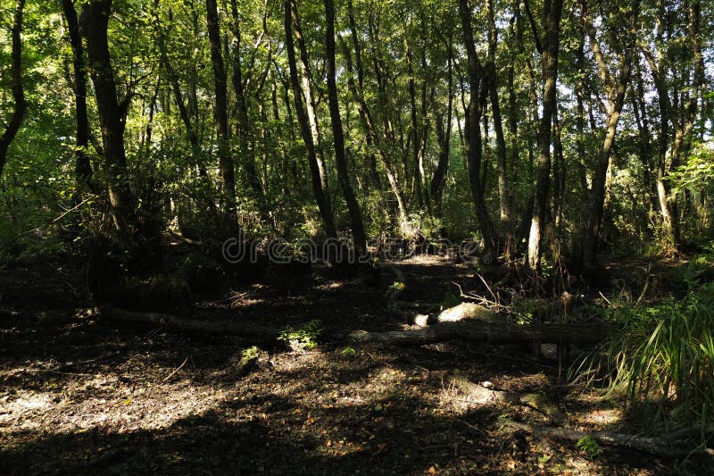 In a fabulous relic forest stock image. Image of noon - 89209219