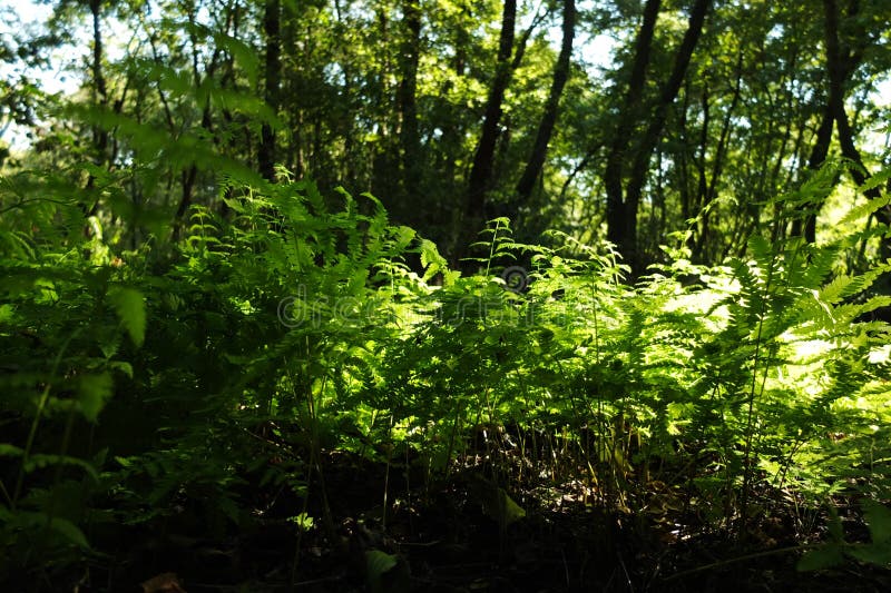 In a fabulous relic forest stock photo. Image of ancient - 89209228