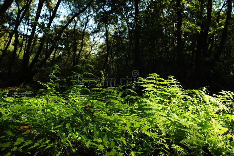 In a fabulous relic forest stock image. Image of overgrown - 89209243