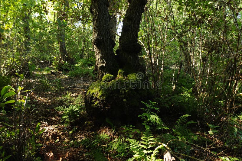 In a fabulous relic forest stock image. Image of impenetrable - 89209277