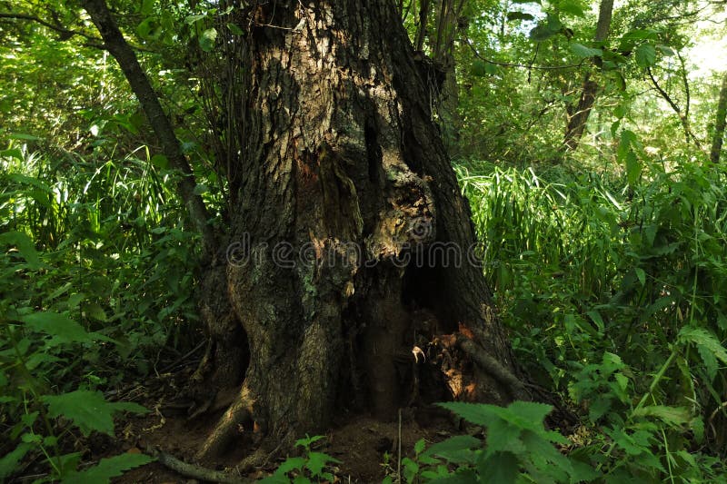 In a fabulous relic forest stock photo. Image of landscape - 89209322