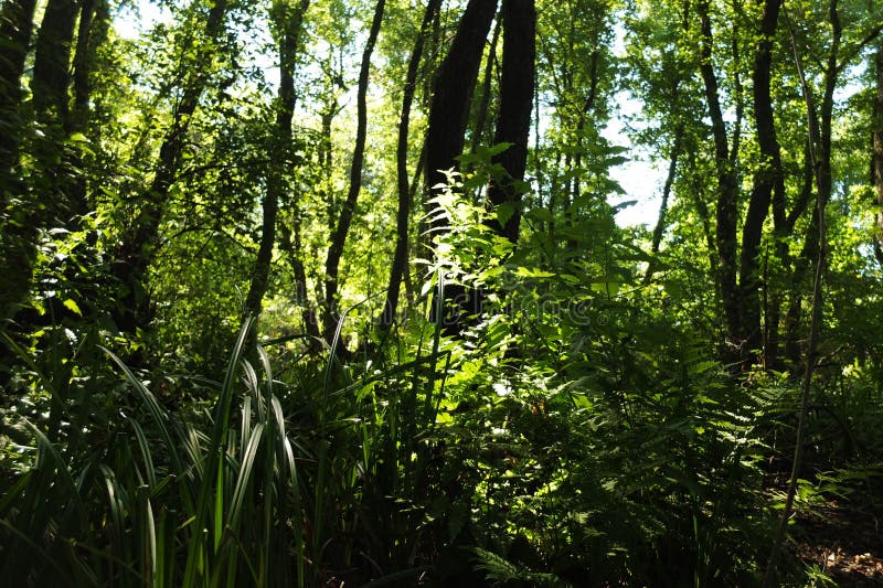 In a fabulous relic forest stock image. Image of trees - 89209155
