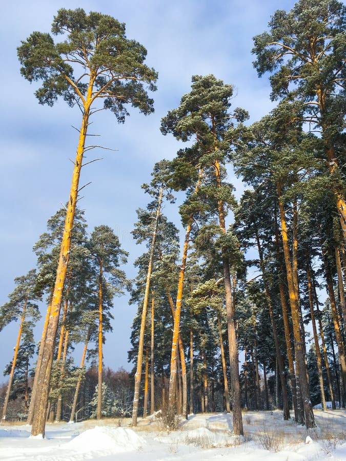 Fabulous Russian Winter Pine Forest in the Freezing Weather Stock Image ...
