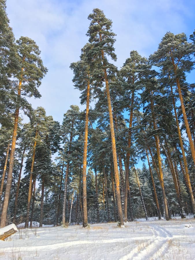 Fabulous Russian Winter Pine Forest in the Freezing Weather Stock Image ...