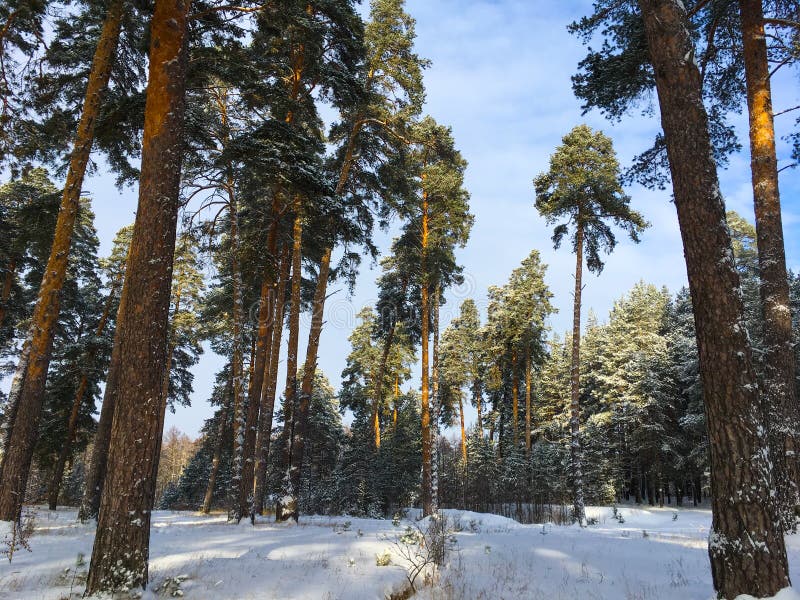 Fabulous Russian Winter Pine Forest in the Freezing Weather Stock Photo ...