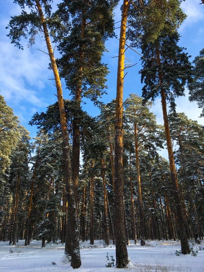 Fabulous Russian Winter Pine Forest in the Freezing Weather Stock Image ...