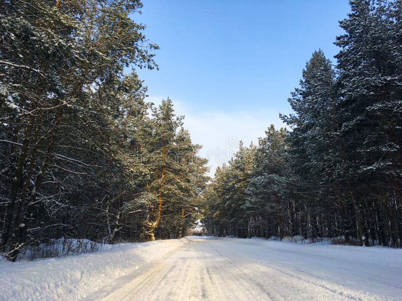 Fabulous Russian Winter Pine Forest in the Freezing Weather Stock Photo ...