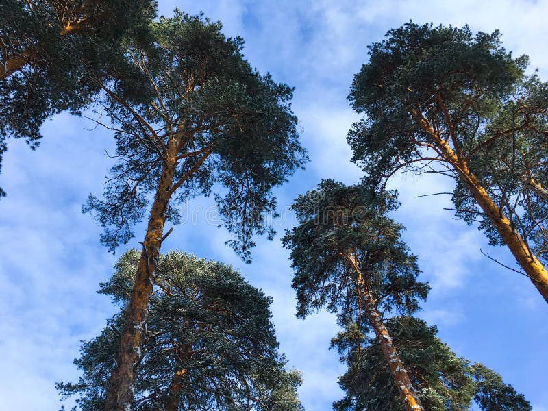 Fabulous Russian Winter Pine Forest in the Freezing Weather Stock Image ...