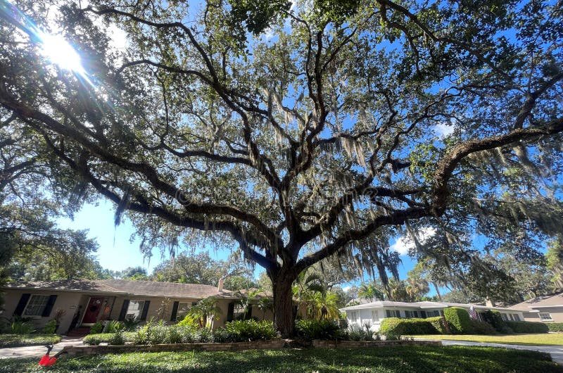Spider tree stock image. Image of fabulous, tree, produce - 261078071