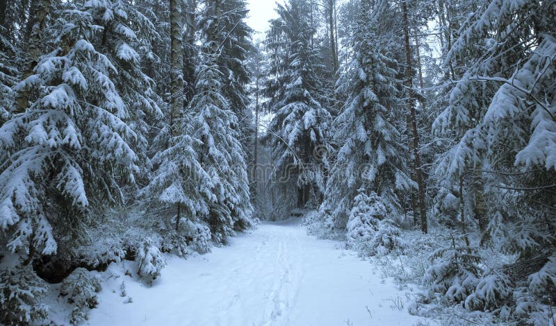 Fabulous Winter Road in Northern Snowy Forest after a Snowfall Stock ...