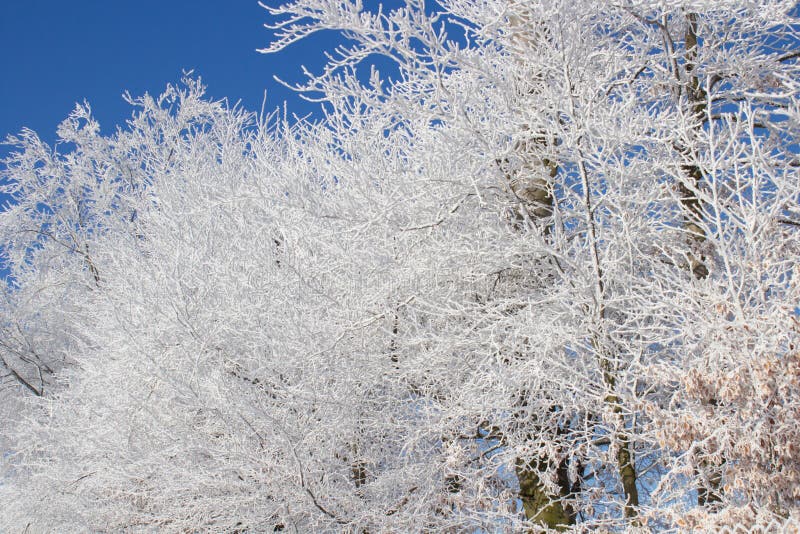 Frost on the tree stock photo. Image of branches, snow - 97759746