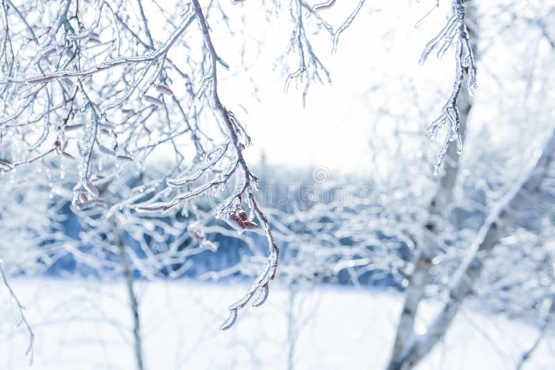 Fabulous Winter View. Tree Branches in a Forest Covered with Sparkling ...