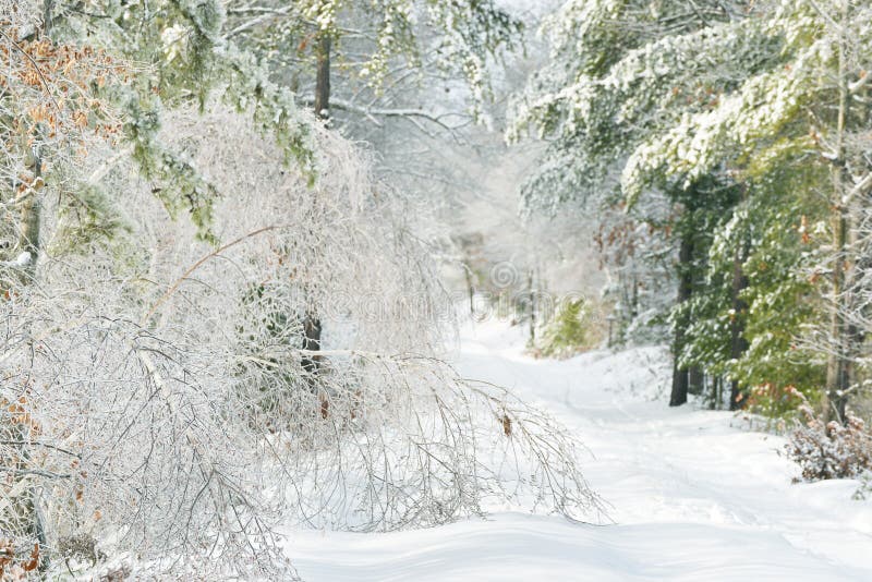Fabulous Winter View. Tree Branches in a Forest Covered with Sparkling ...