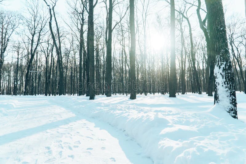 Fabulously Beautiful Winter Forest in the Rays of the Setting Sun Stock ...