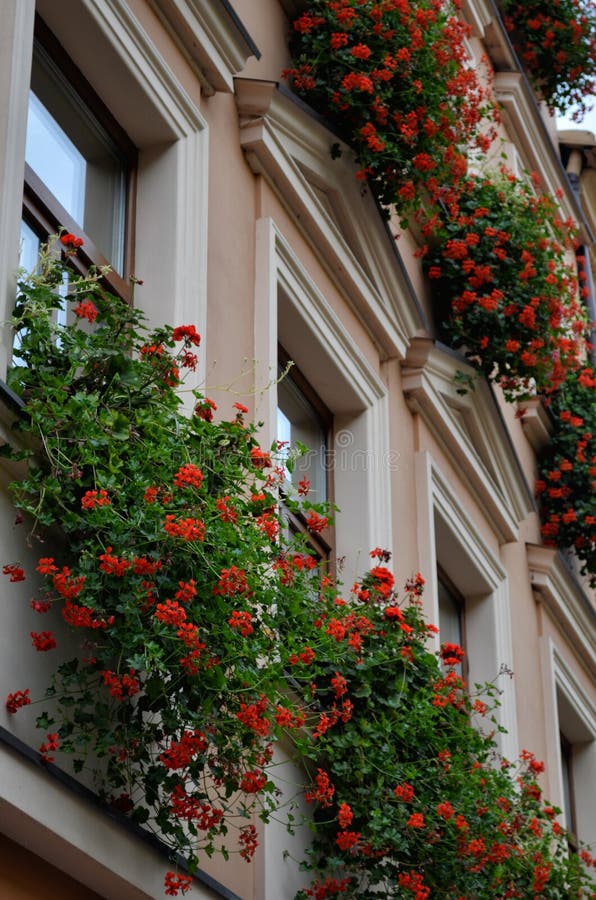 Facade of Building with Flowers on Windows Stock Photo - Image of ...