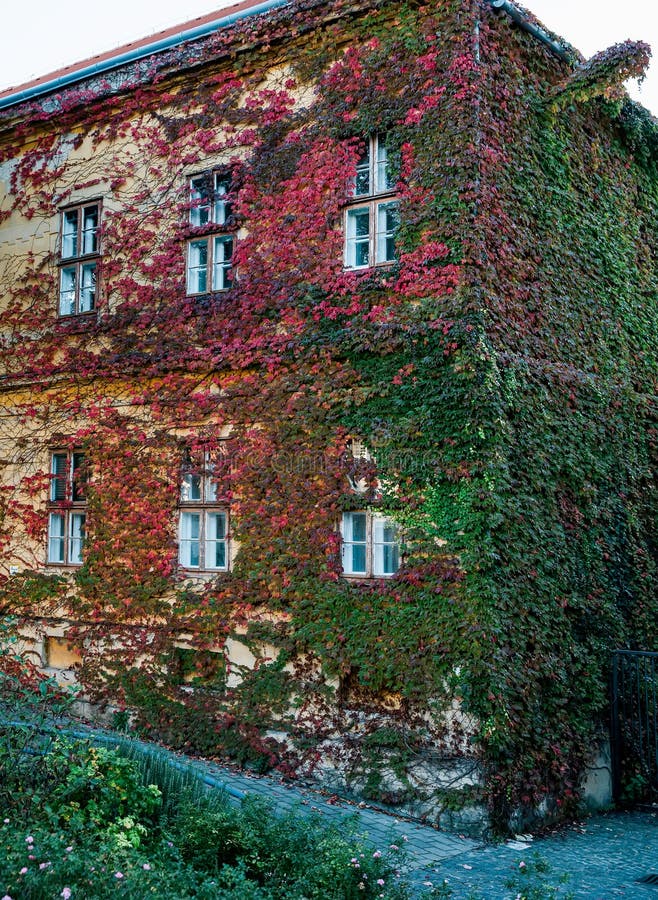 Facade of Ivy Covered House Stock Photo - Image of europe, green: 263309898